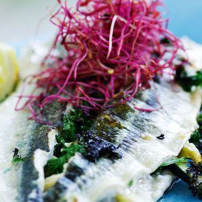 Køb kvalitetsfisk hos Netfisk | Danmarks største udvalg