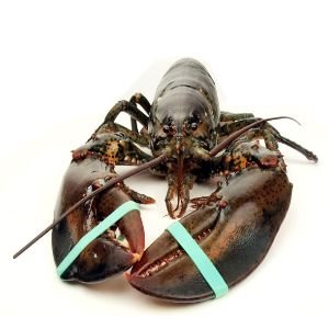 Skaldyr - Netfisk.dk Hirtshals